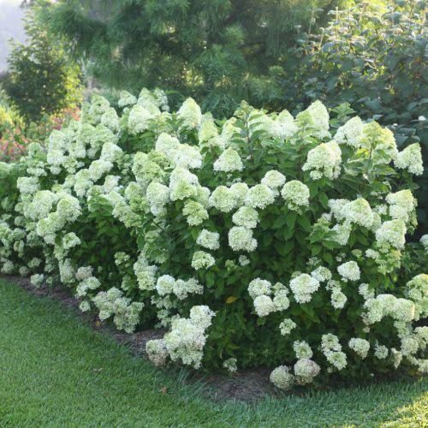 Dwarf Limelight Hydrangea buy online plants and trees at pixies Gardens.
