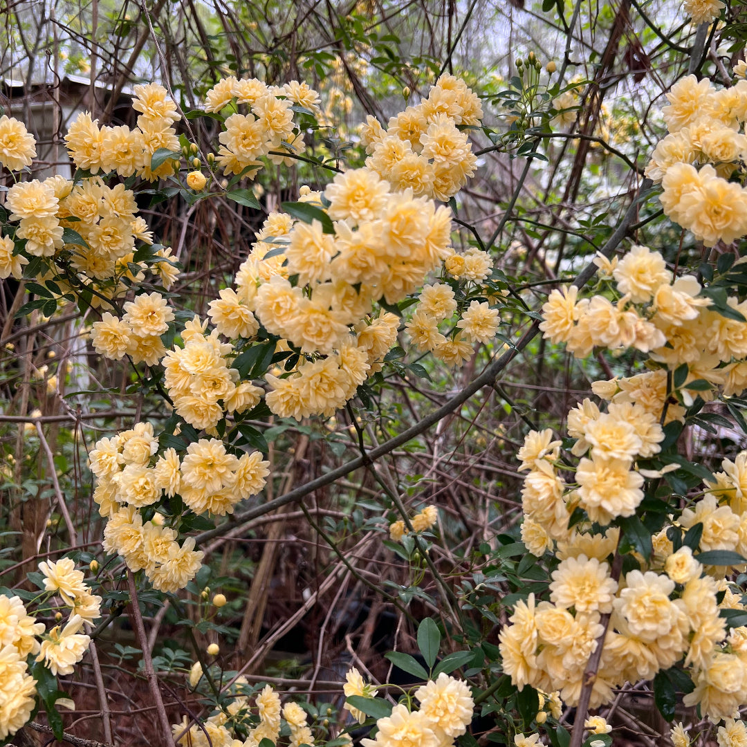 Climbing Yellow Lady Banks Rose | Thornless Yellow Blooms