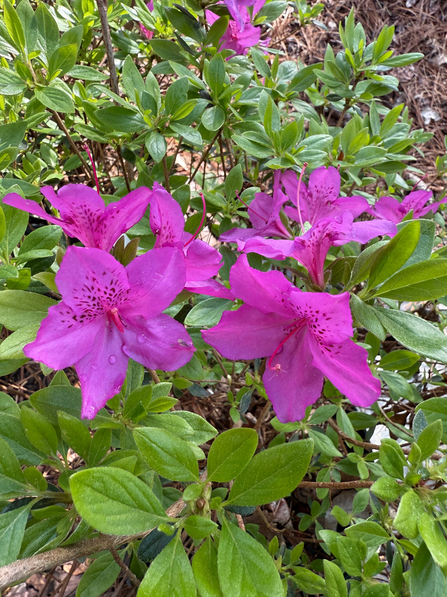 Buy Karen Azalea Plants & Trees Online | Pixies Gardens