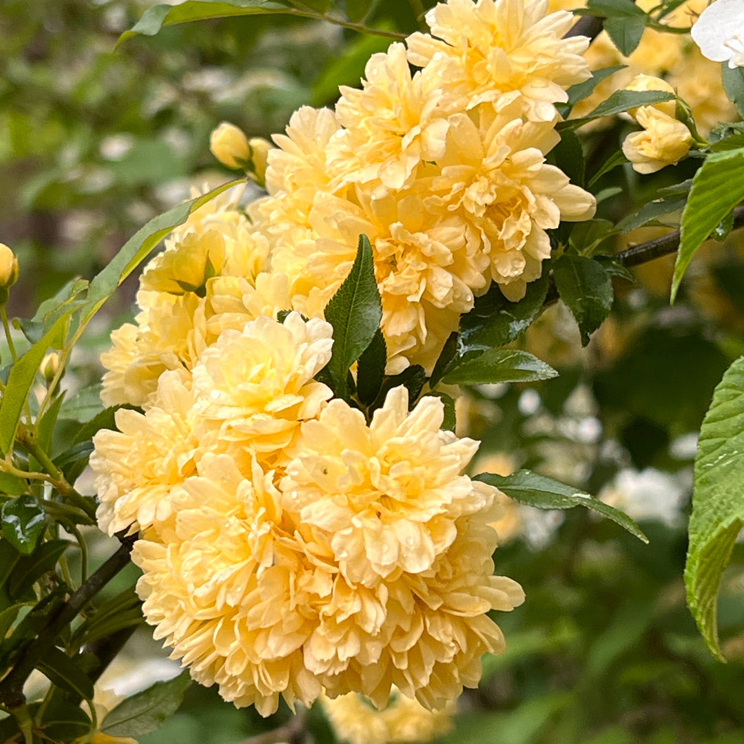 Climbing Yellow Lady Banks Rose | Thornless Yellow Blooms