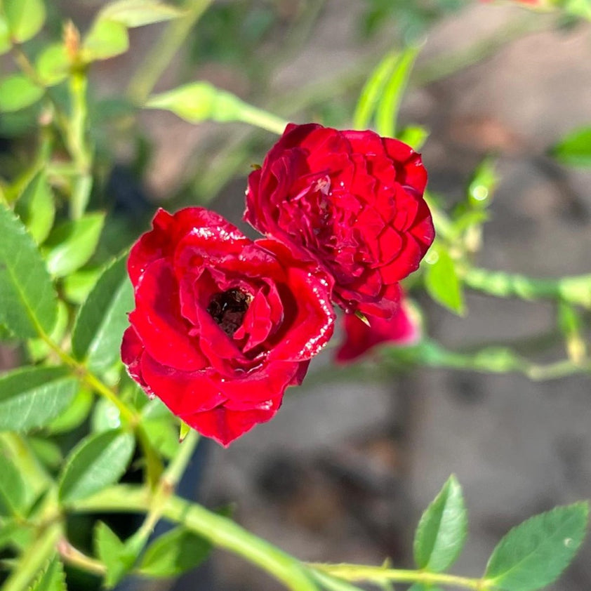 Buy Seven Sisters Rose Plants & Trees Online | Pixies Gardens