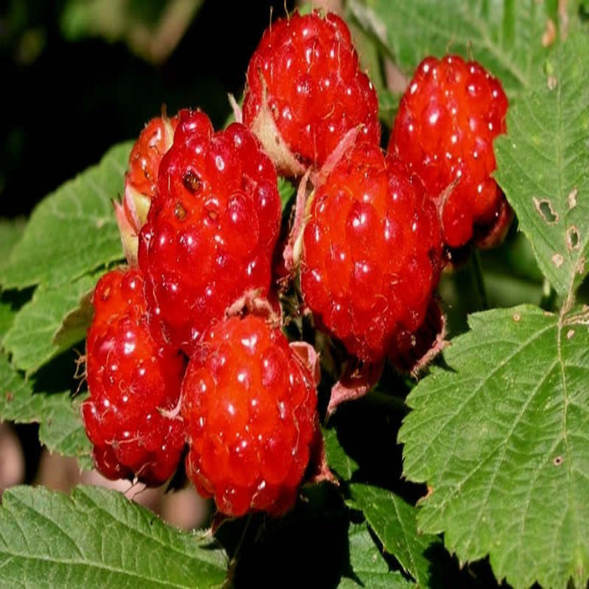Buy Dorman Red Raspberry Plants & Trees Online | Pixies Gardens
