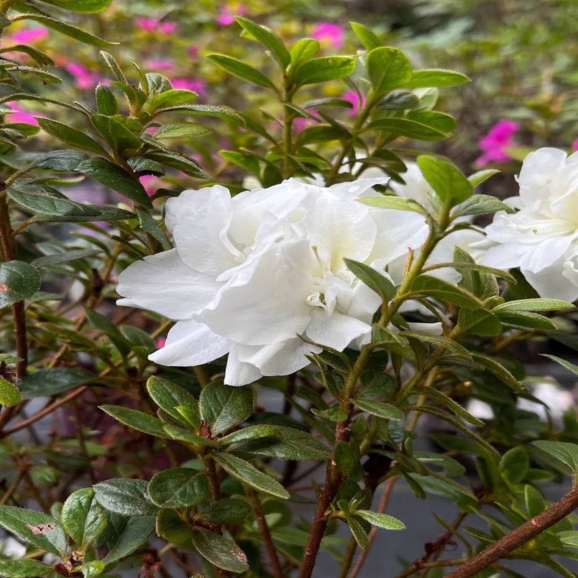 Autumn Moonlight Encore Azalea buy online plants and trees at pixies ...