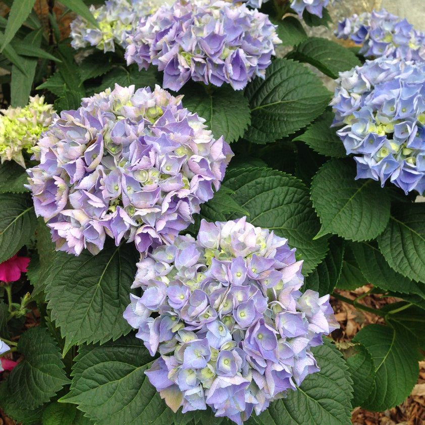 Buy Hydrangea 'Cabbage Patch' Plants & Trees Online | Pixies Gardens