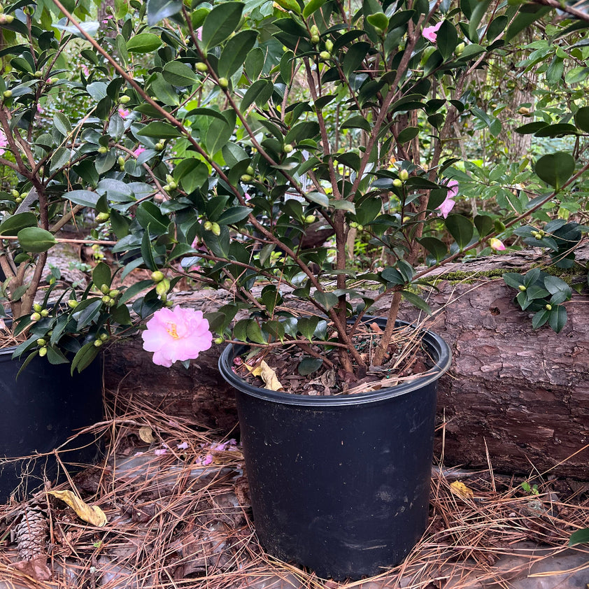 Buy Camellia Pink Snow Plants & Trees Online | Pixies Gardens