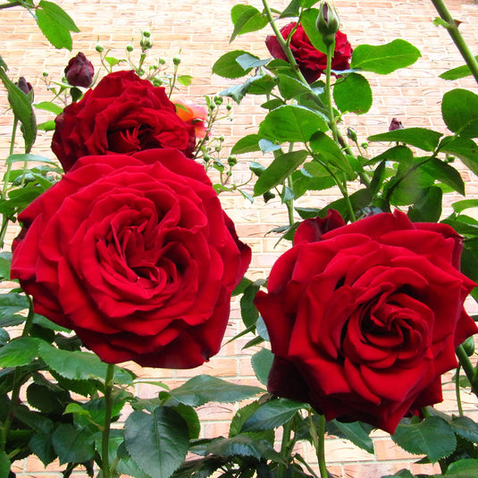 Buy Red Cascade Rose Plants & Trees Online | Pixies Gardens