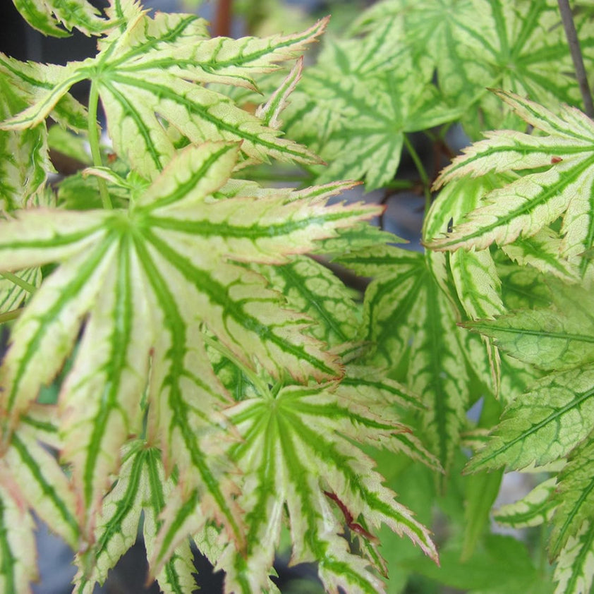 Buy Alpenweiss Japanese Maple Tree Plants & Trees Online | Pixies Gardens