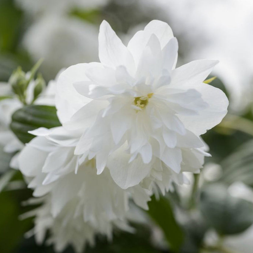 Minnesota Snowflake Dwarf Mock Orange buy online plants and trees at ...