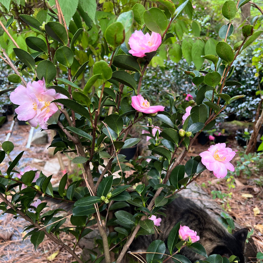 Buy Camellia Pink Snow Plants & Trees Online | Pixies Gardens