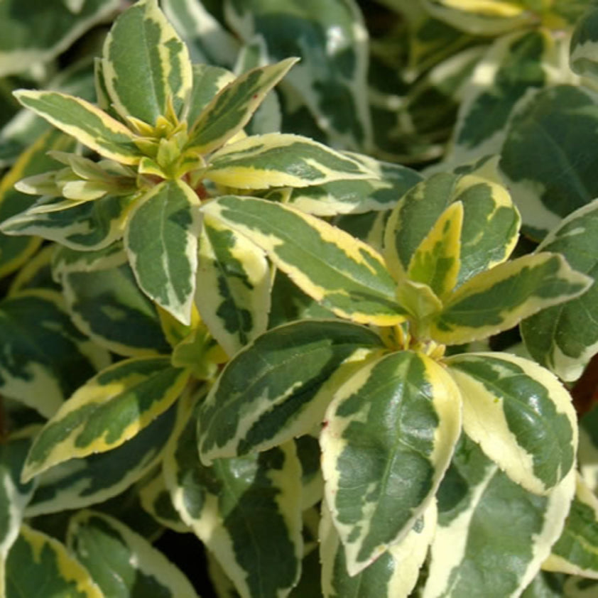 Buy Radiance Abelia Plants & Trees Online | Pixies Gardens