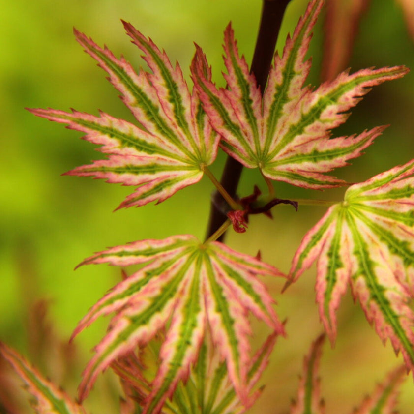 Buy Alpenweiss Japanese Maple Tree Plants & Trees Online | Pixies Gardens