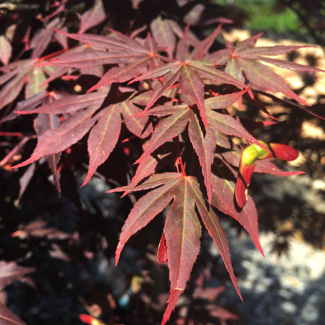 Buy Dragon Tears Japanese Maple Plants & Trees Online | Pixies Gardens