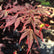 Buy Dragon Tears Japanese Maple Plants & Trees Online | Pixies Gardens