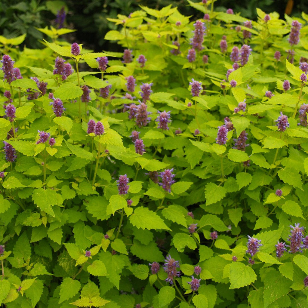 Agastache Foeniculum Golden Jubilee Anisehyssop_Golden Hyssop Herb Has ...