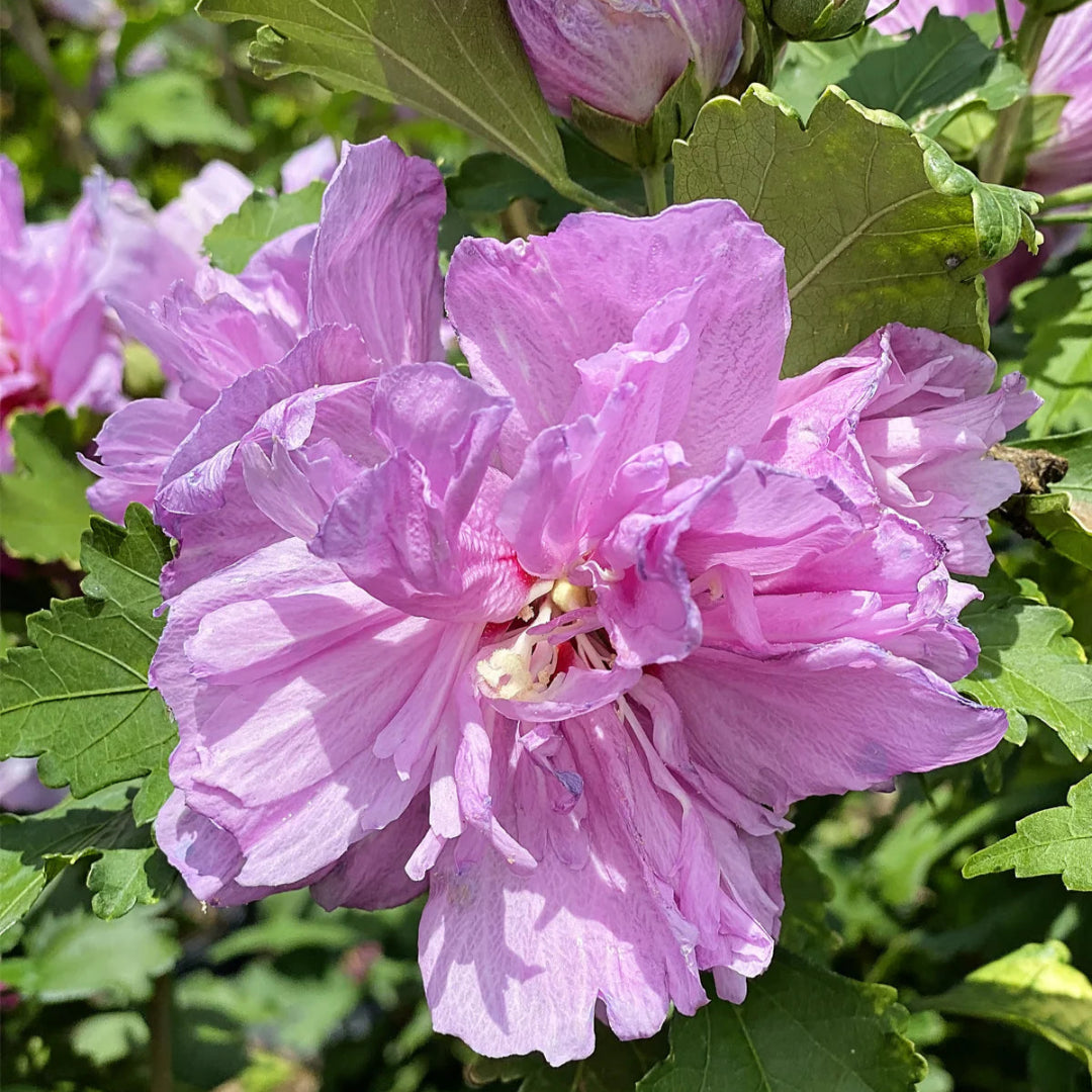 Althea , Double Purple Blooms buy online plants and trees at pixies ...