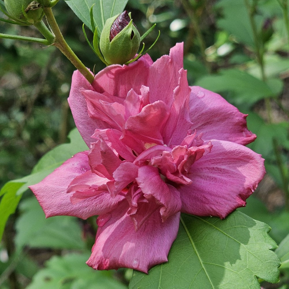 Amplissimus Althea Tree Form for Sale | Pixies Gardens