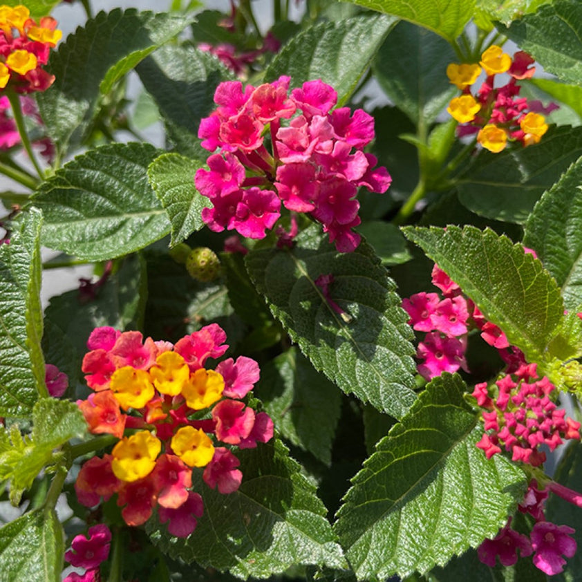 Buy Anne Marie Lantana Plants & Trees Online | Pixies Gardens