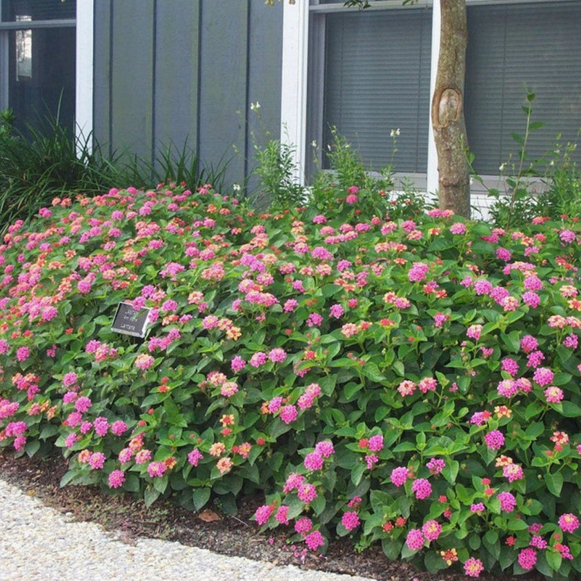 Buy Anne Marie Lantana Plants & Trees Online | Pixies Gardens