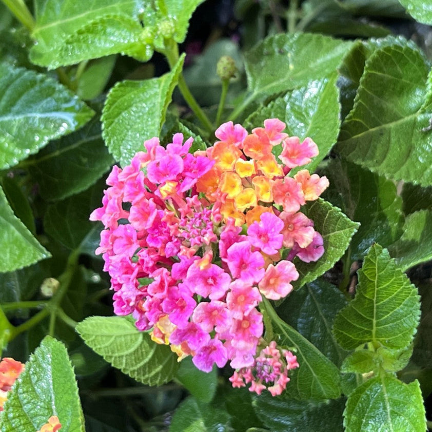 Buy Anne Marie Lantana Plants & Trees Online | Pixies Gardens