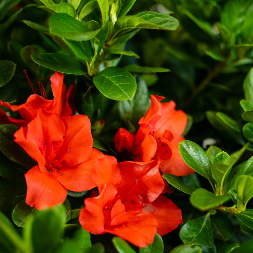Buy Autumn Sunset Encore Azalea Plants & Trees Online | Pixies Gardens