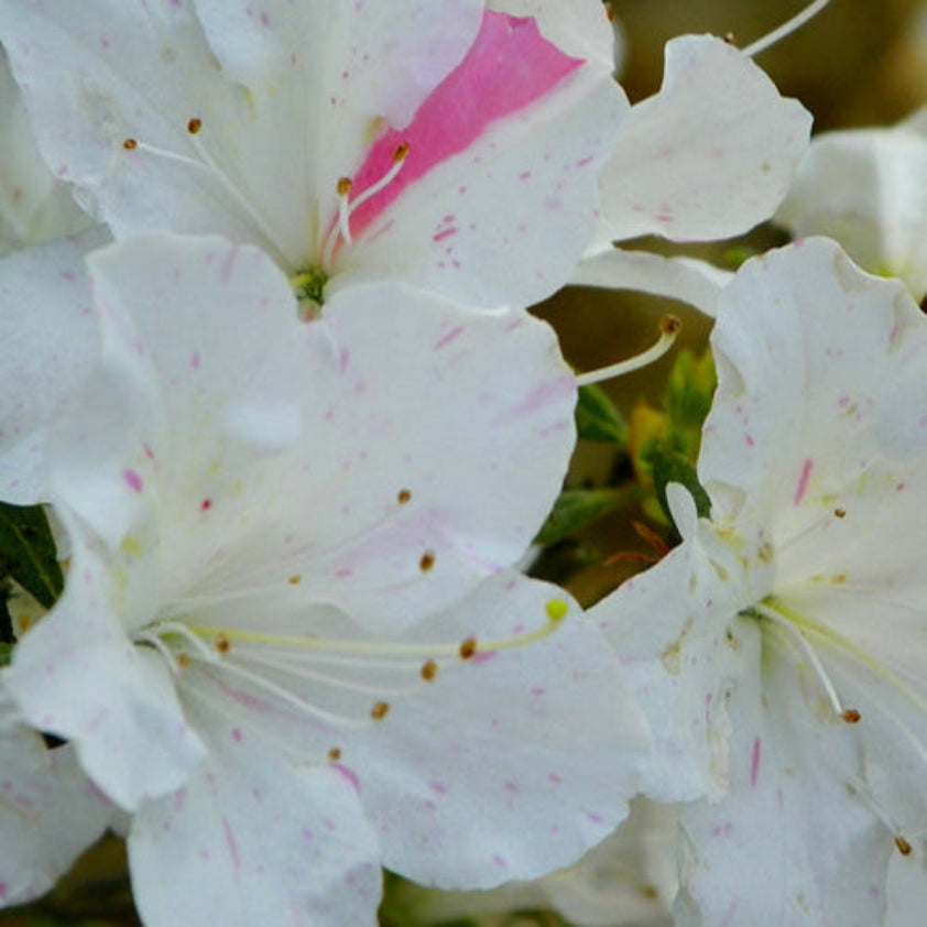 Buy Autumn Starlite Encore Azale Plants & Trees Online | Pixies Gardens