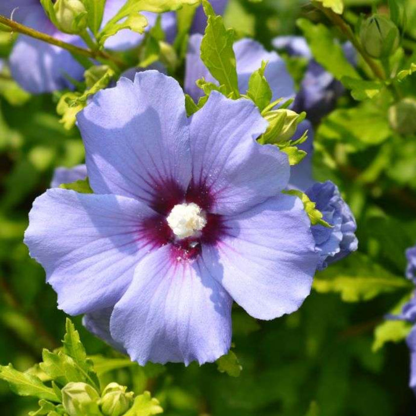 Bluebird Rose of Sharon buy online plants and trees at pixies Gardens.