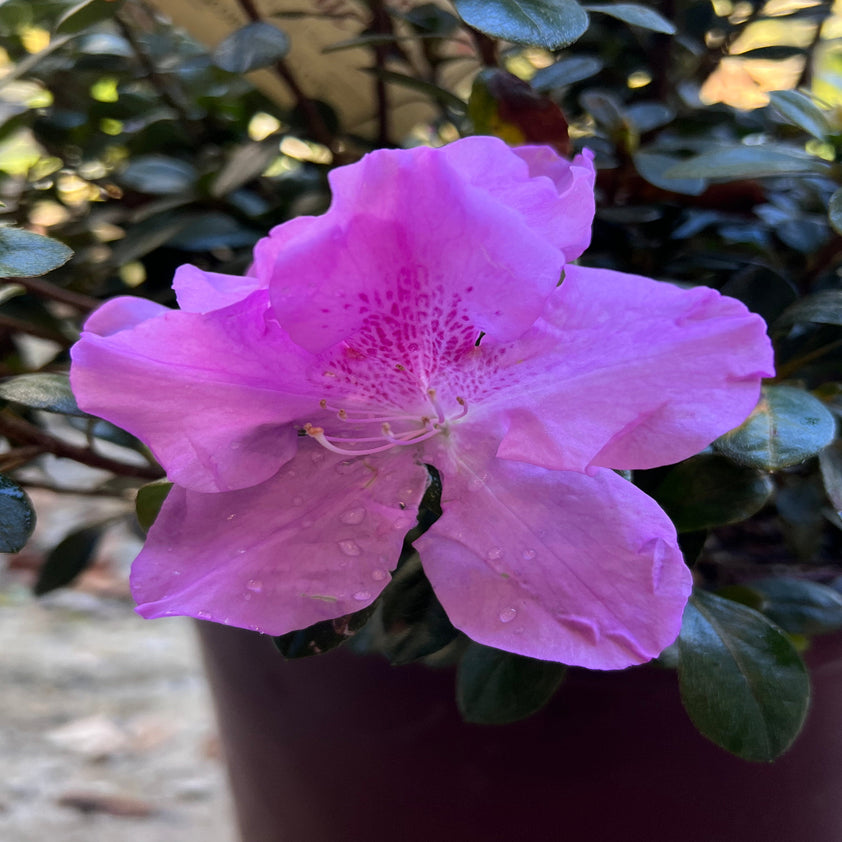 Buy Encore Azalea Autumn Lilac Plants & Trees Online | Pixies Gardens