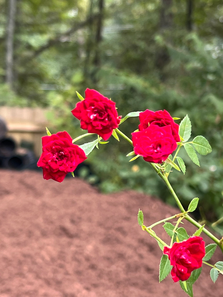 Buy Red Cascade Rose Plants & Trees Online | Pixies Gardens