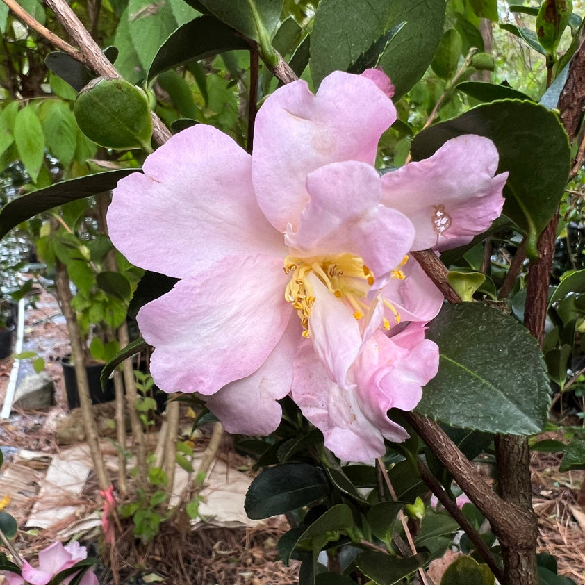 Buy Camellia Pink Snow Plants & Trees Online | Pixies Gardens