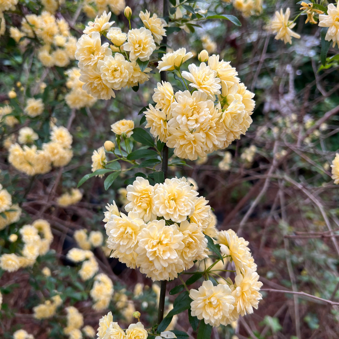 Climbing Yellow Lady Banks Rose | Thornless Yellow Blooms