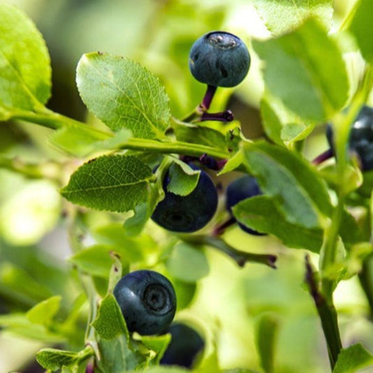 Austin Blueberry Bush – Early Season Rabbiteye Blueberry Plant for ...