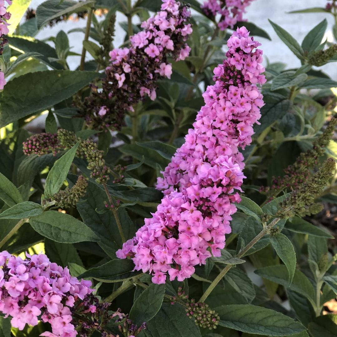 Butterfly Bush Lo & Behold 'Pink Micro Chip buy online plants and trees ...