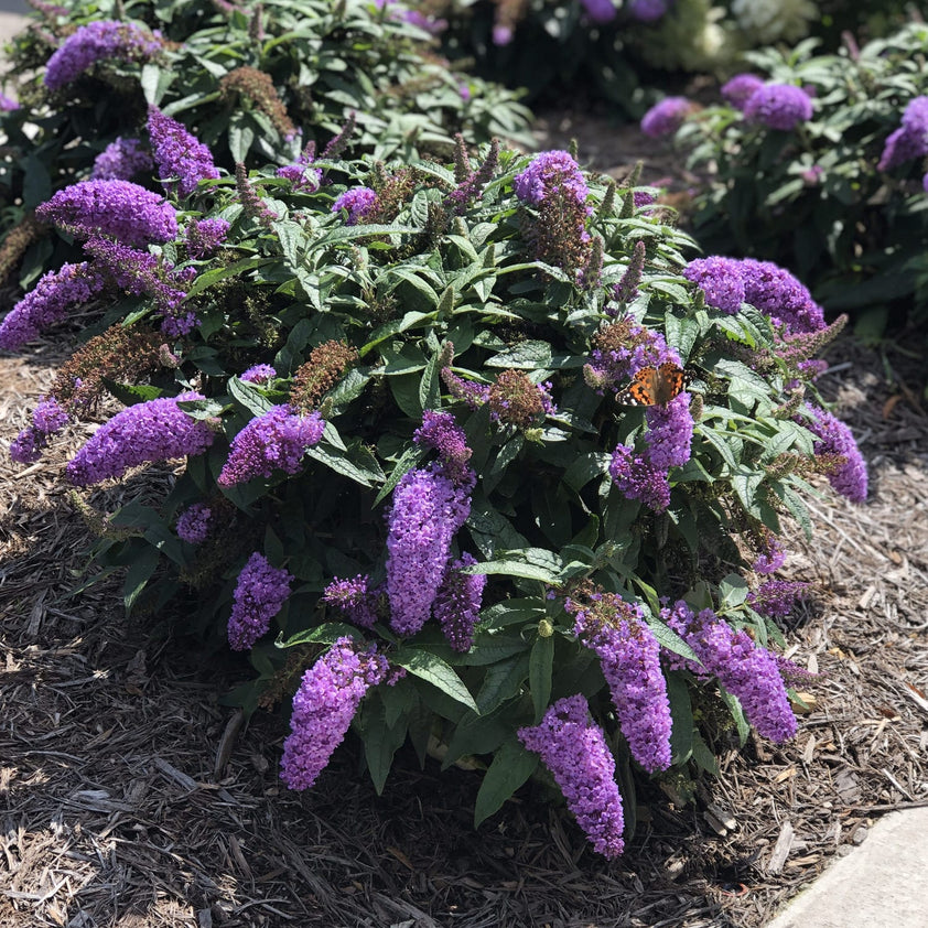 Buddleia X Pugster Amethyst Butterfly Bush buy online plants and trees ...
