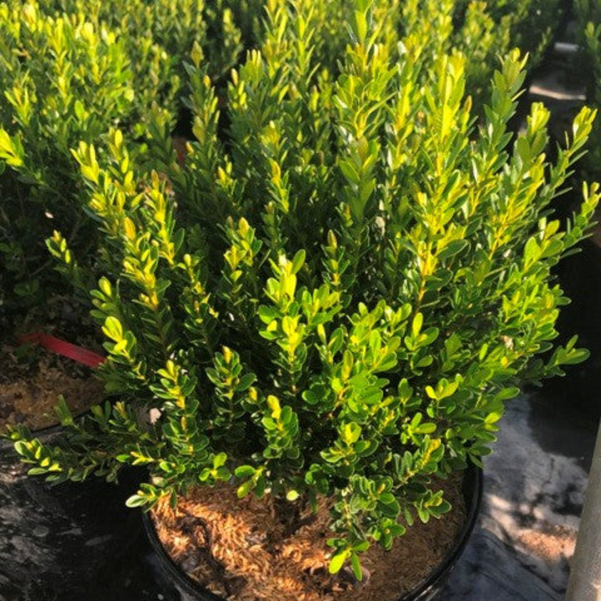 Buy Baby Jade Boxwood Plants & Trees Online | Pixies Gardens