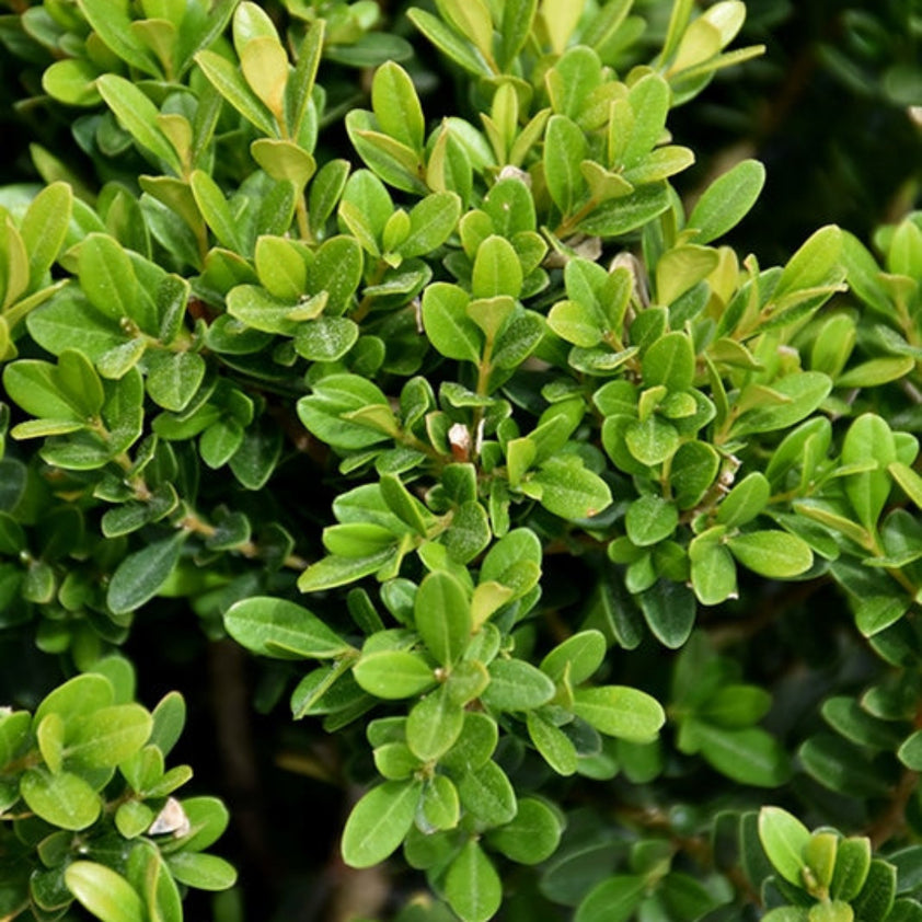 Buy Baby Jade Boxwood Plants & Trees Online | Pixies Gardens