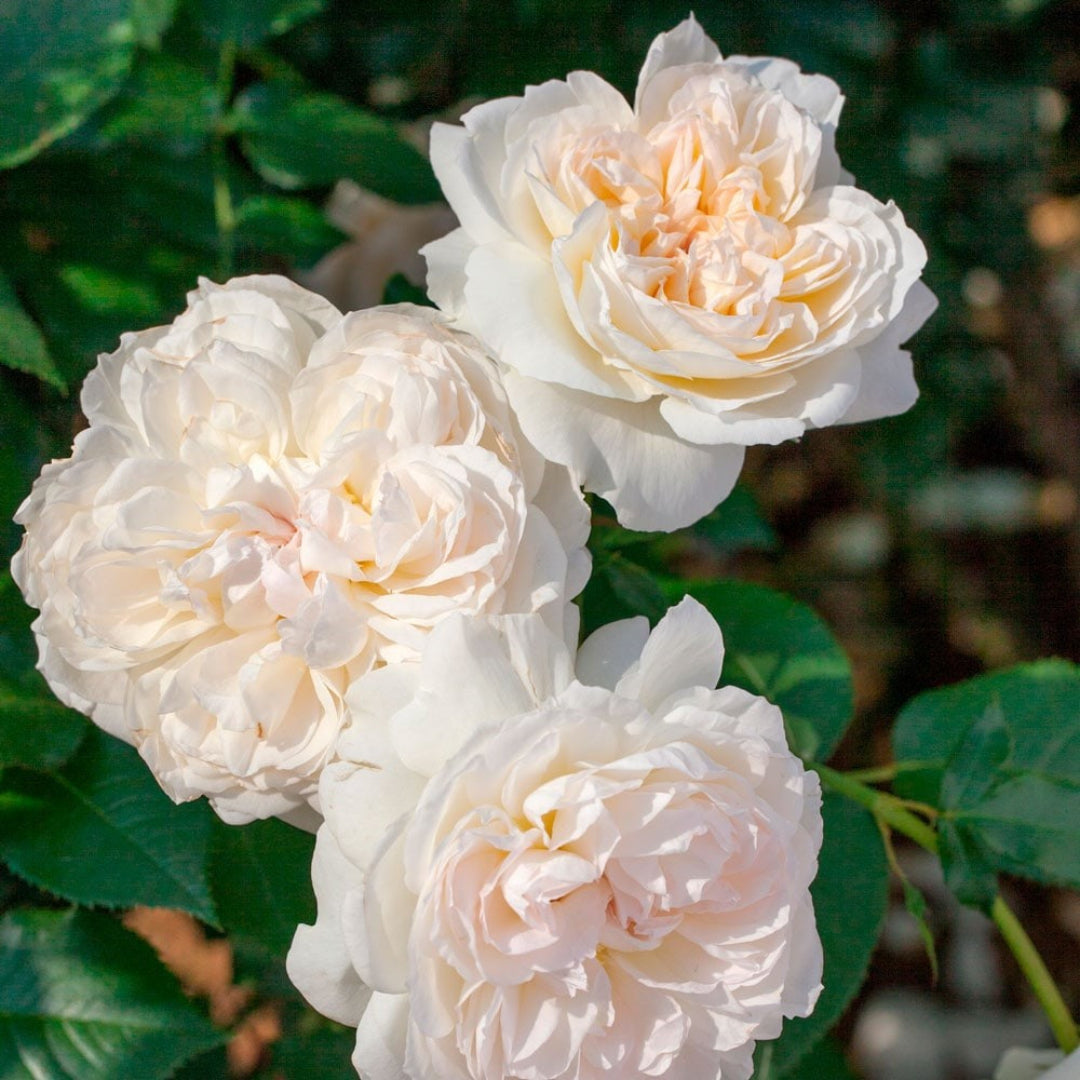Bolero Rose for Sale | Pixies Gardens
