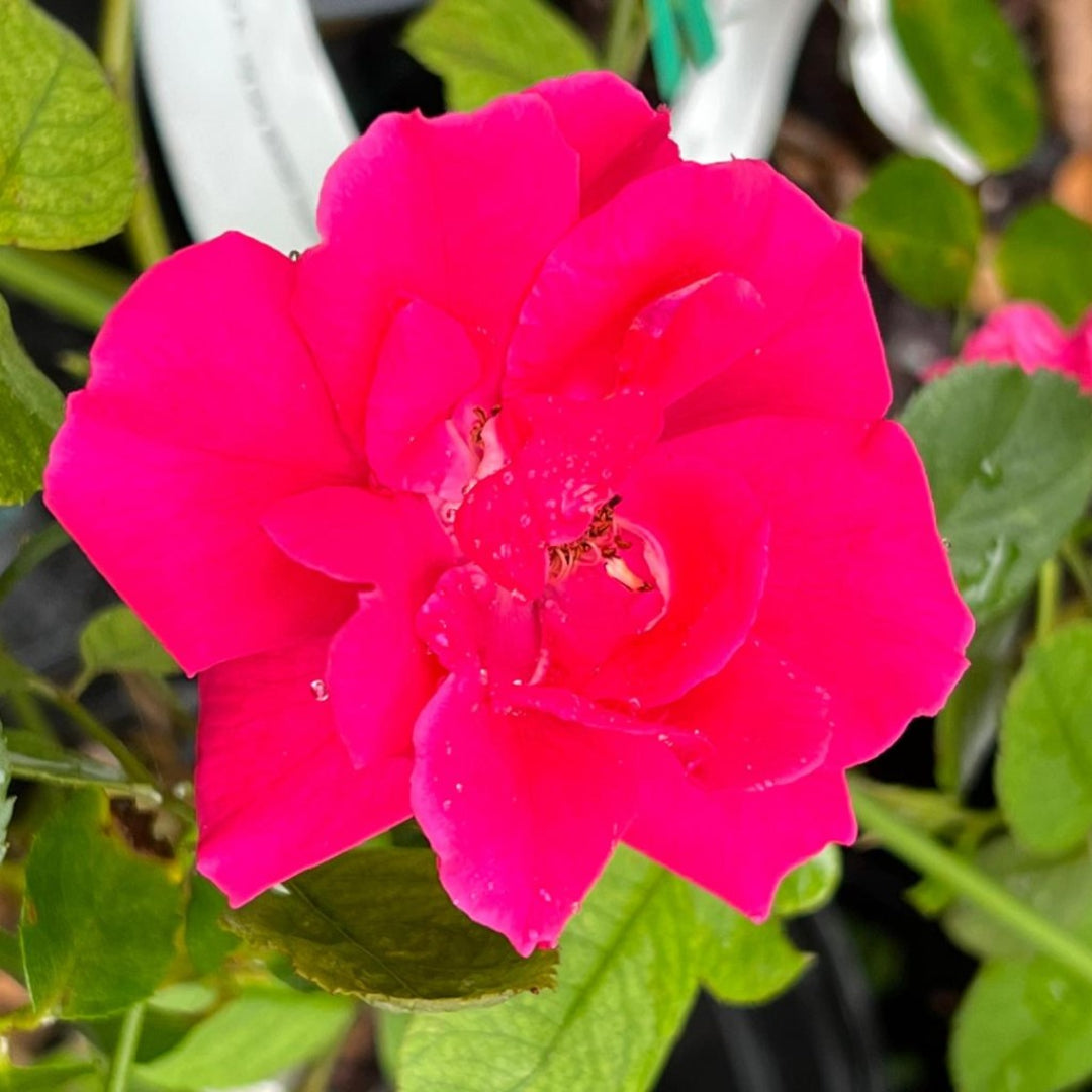 Buy Blaze Rose Plants & Trees Online | Pixies Gardens