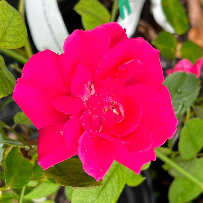 Buy Blaze Rose Plants & Trees Online | Pixies Gardens