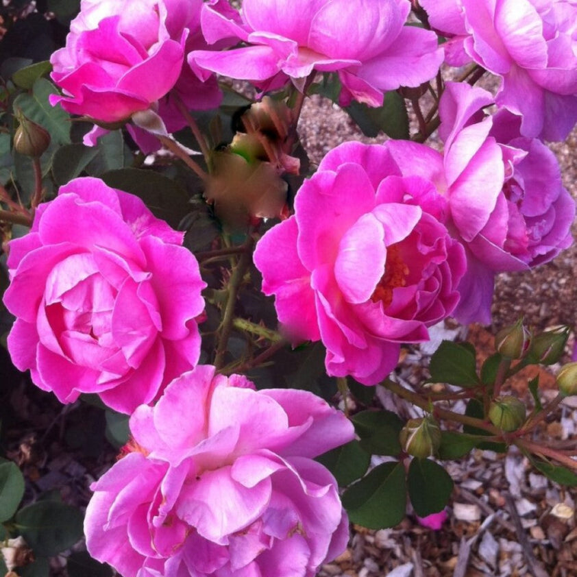 Buy Brindabella First Lady Rose Plants & Trees Online | Pixies Gardens