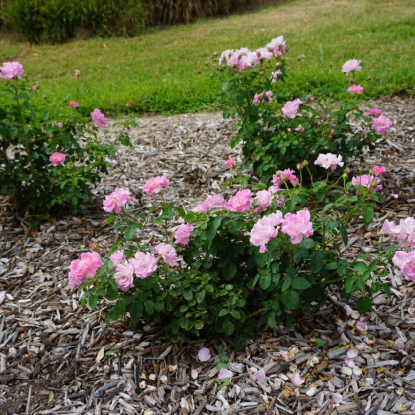 Buy Brindabella First Lady Rose Plants & Trees Online | Pixies Gardens