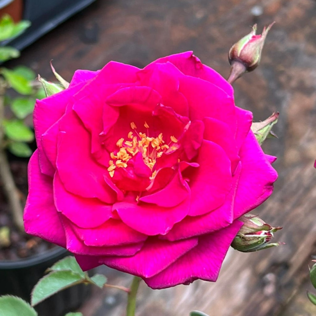 Echo Brindabella Roses Purple Prince Reblooming Rose