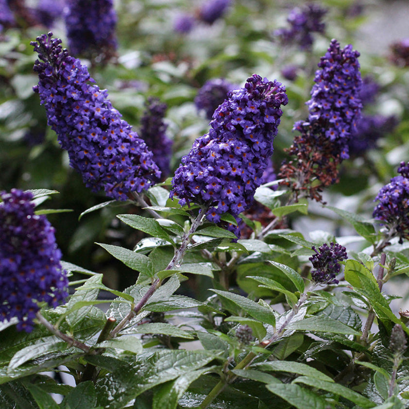 Buddleia X Pugster Blue Butterfly Bush buy online plants and trees at ...