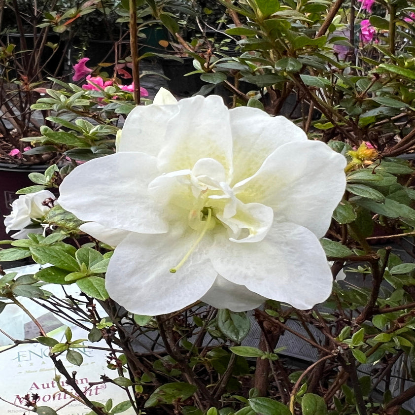Autumn Moonlight Encore Azalea buy online plants and trees at pixies ...
