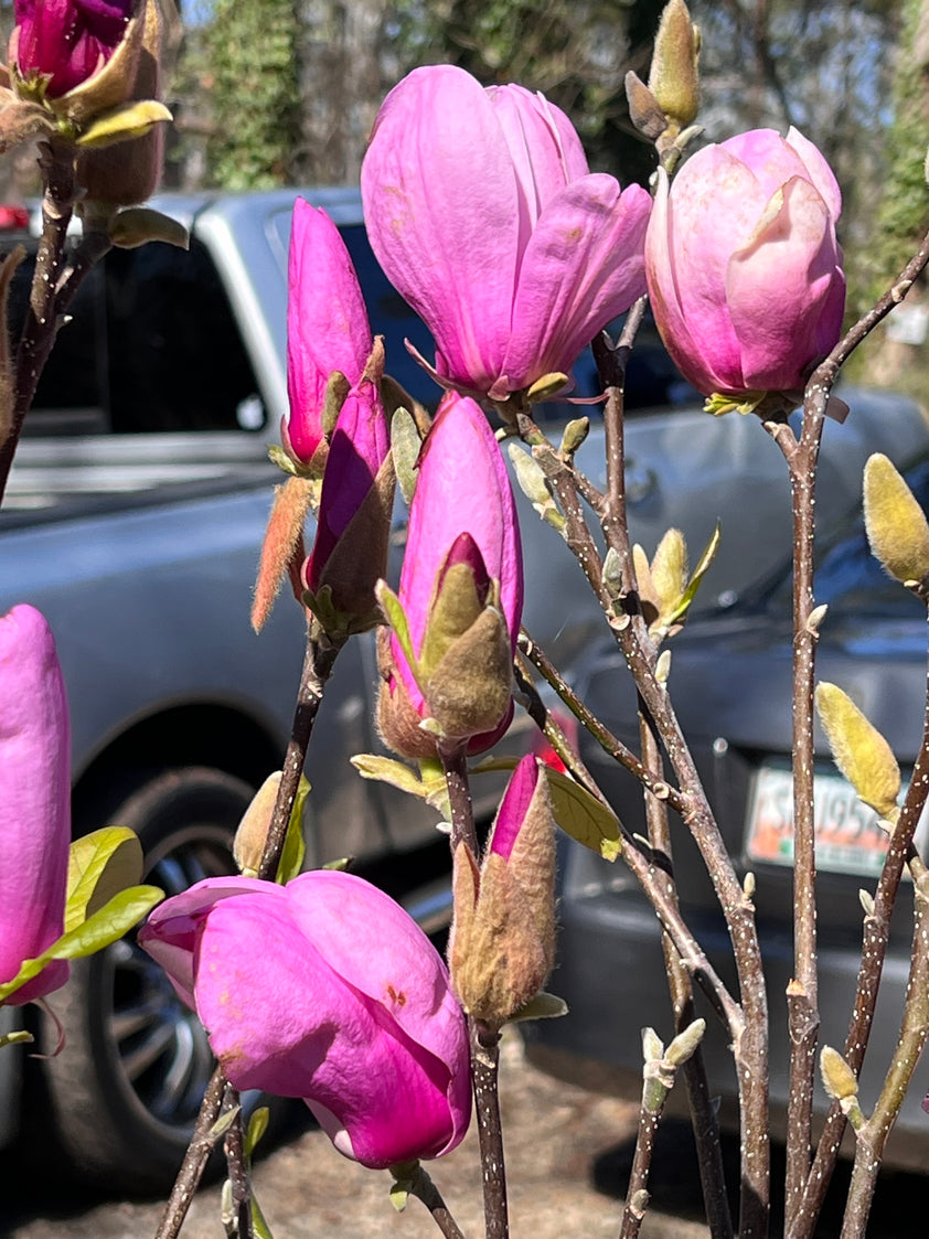 Buy Jane Magnolia Tree Plants & Trees Online | Pixies Gardens