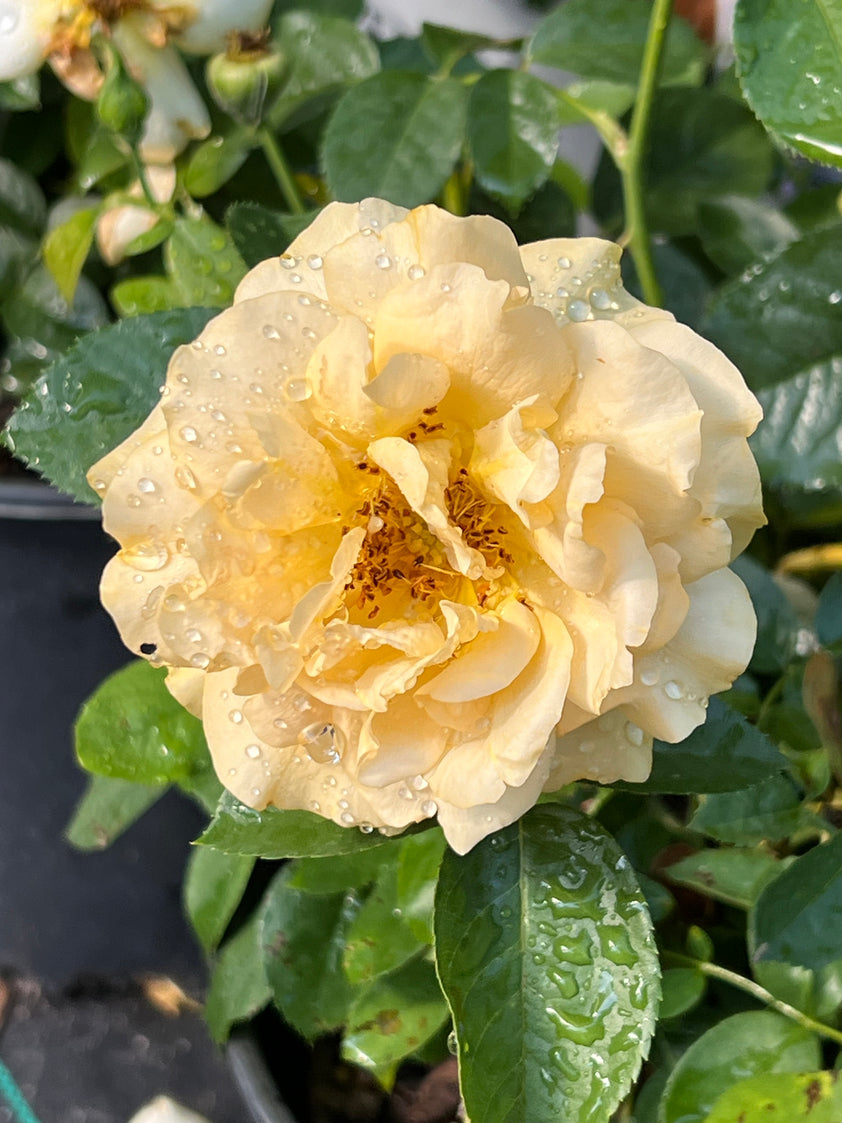 Buy Rose Julia Child Plants & Trees Online | Pixies Gardens