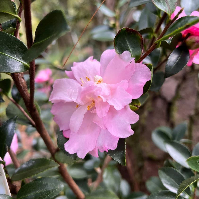 Buy Camellia Pink Snow Plants & Trees Online | Pixies Gardens