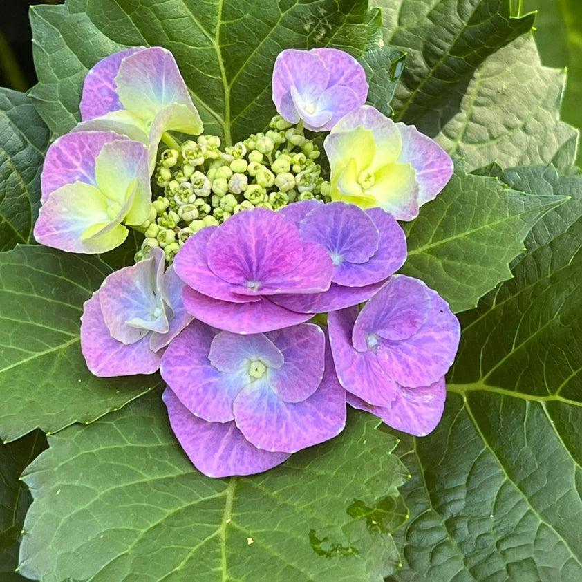 Buy Hydrangea 'Cabbage Patch' Plants & Trees Online | Pixies Gardens