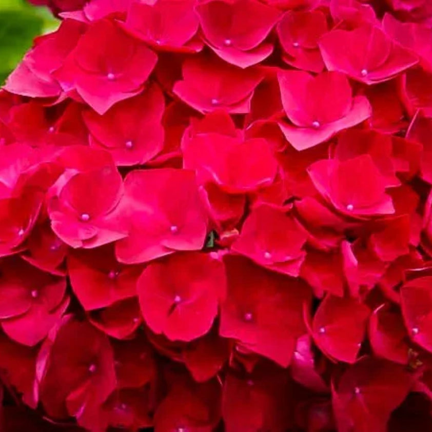 Cardinal Red Hydrangea buy online plants and trees at pixies Gardens.