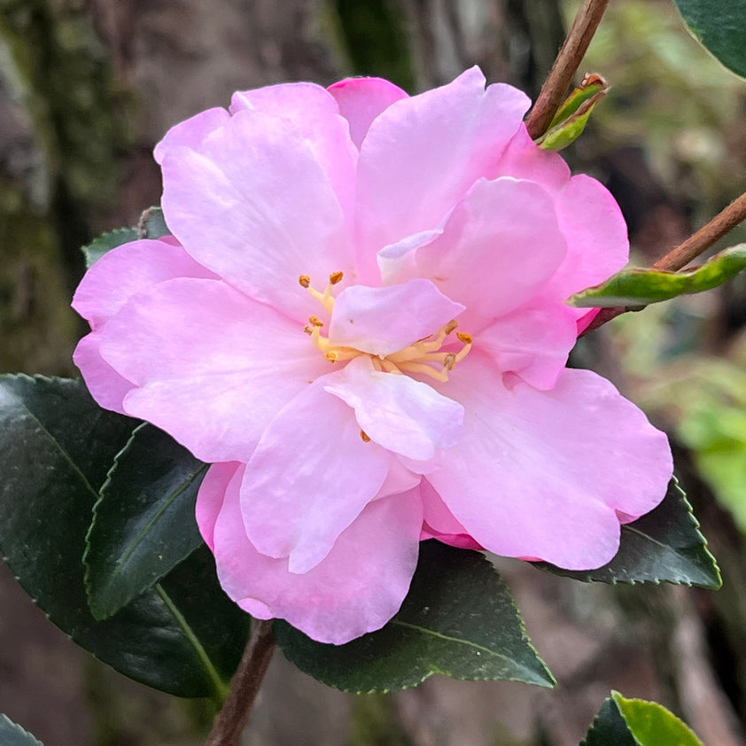 Buy Camellia Pink Snow Plants & Trees Online | Pixies Gardens