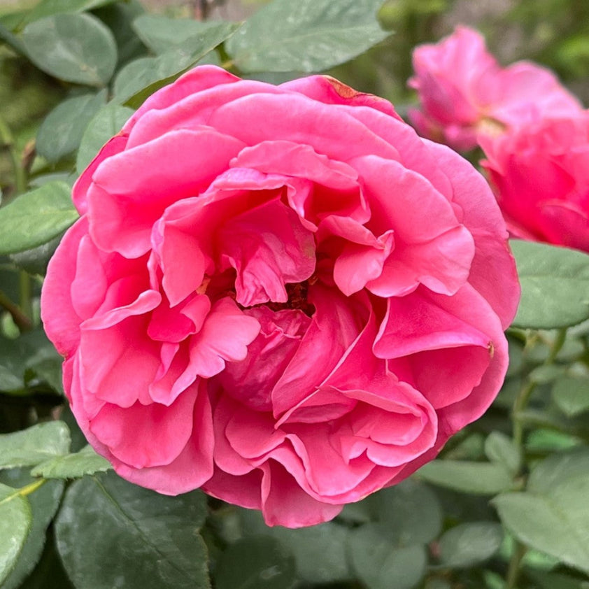 Dee-Lish Hybrid Tea Rose for Sale | Pixies Gardens